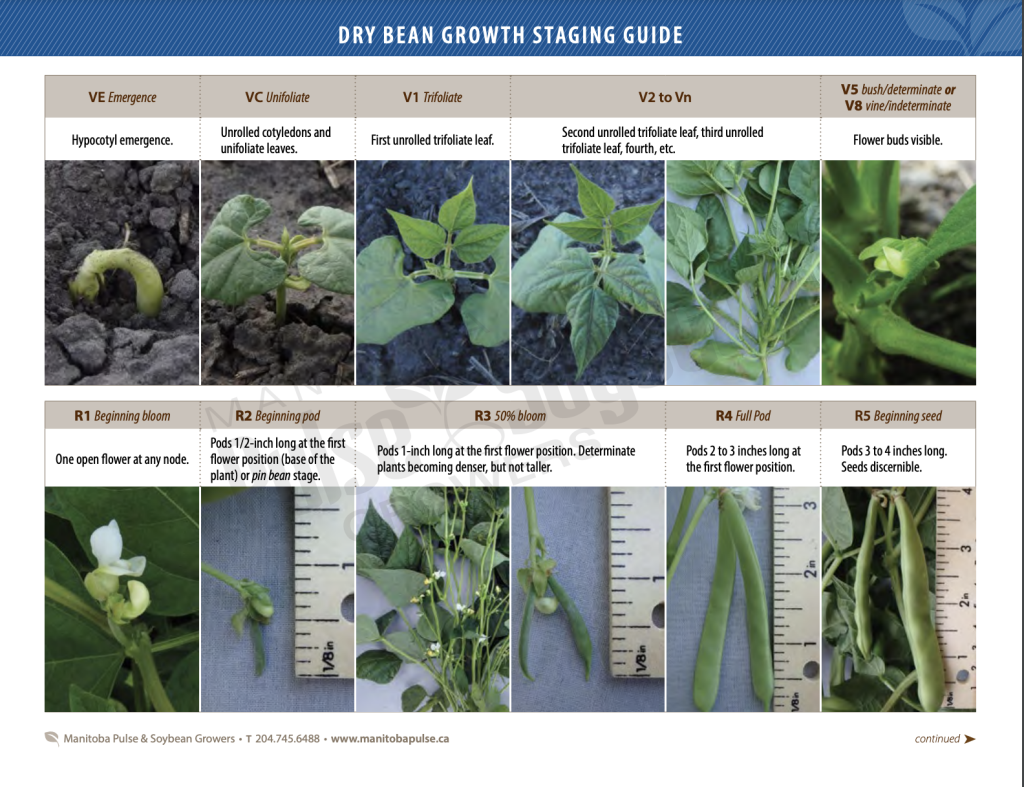 Dry Bean Growth Staging Guide – Manitoba Pulse & Soybean Growers