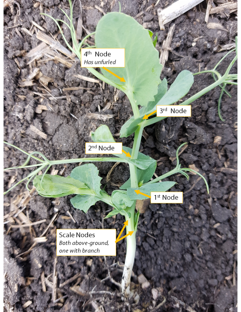 Staging Field Peas for Herbicide Timing – Manitoba Pulse & Soybean Growers