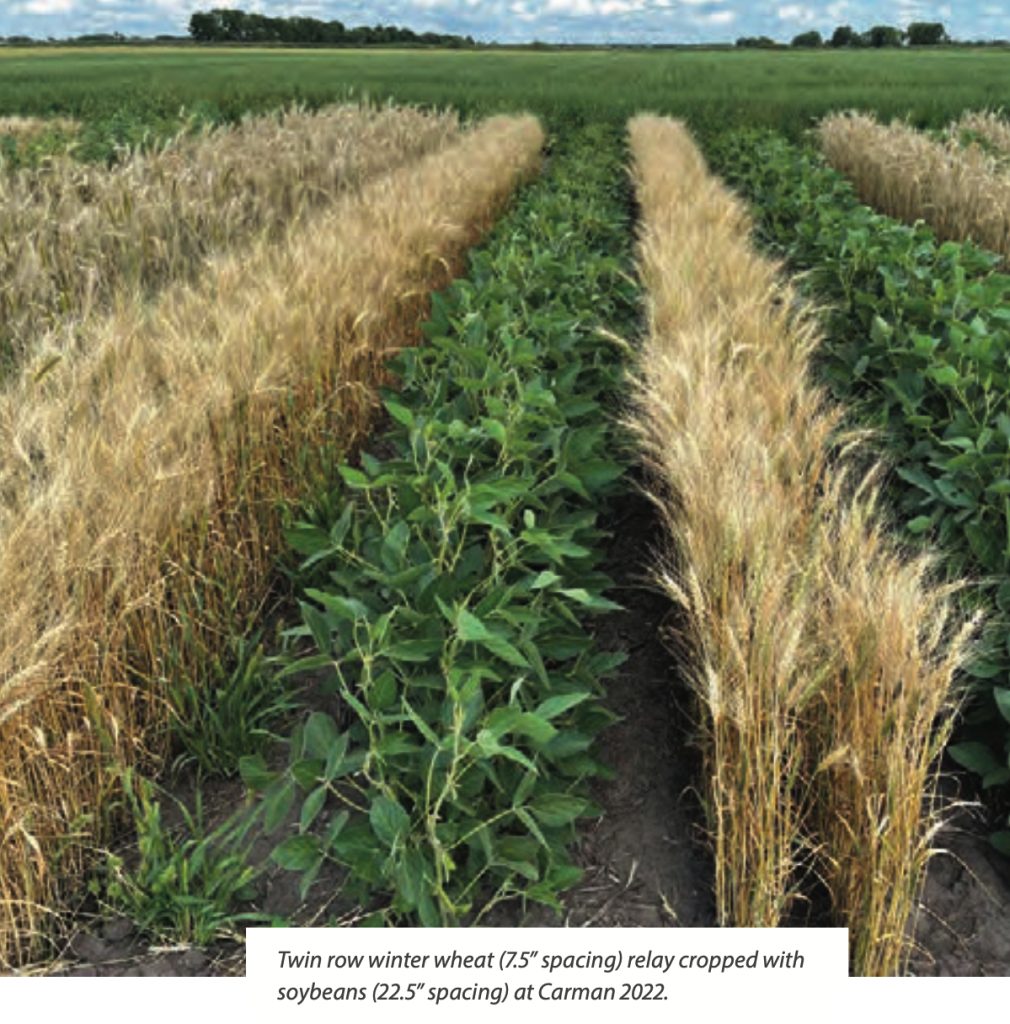 Relay Cropping Soybeans and Winter Wheat – Boom or Bust? – Manitoba ...