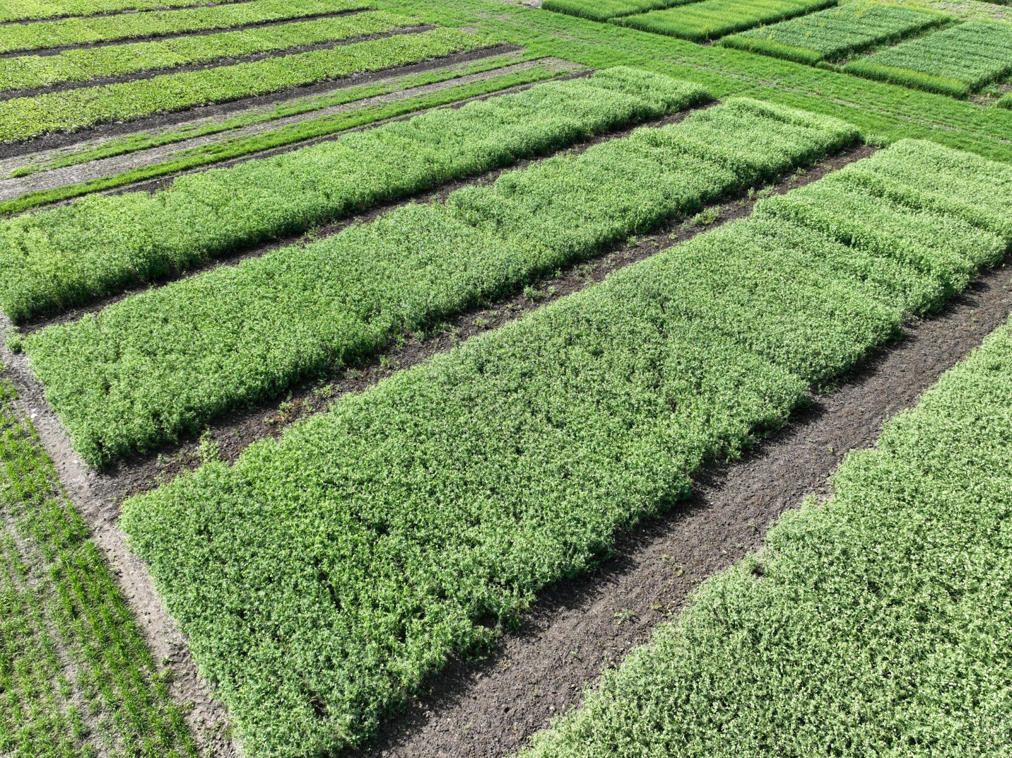 Manitoba Pulse & Soybean Growers