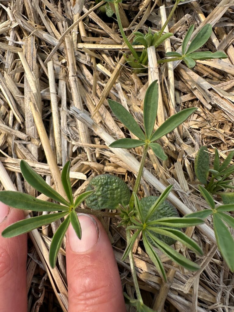 Pulse & Soybean Crop Update – Manitoba Pulse & Soybean Growers