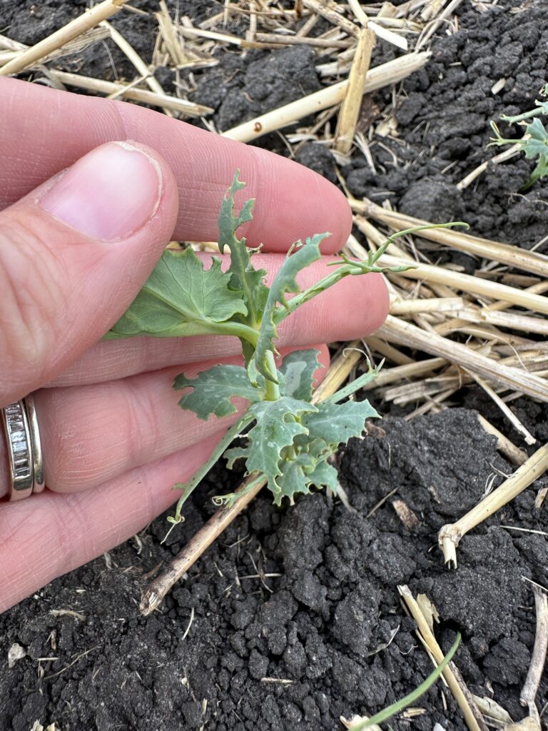 2025 Pea Leaf Weevil – Survey Results – Manitoba Pulse & Soybean Growers