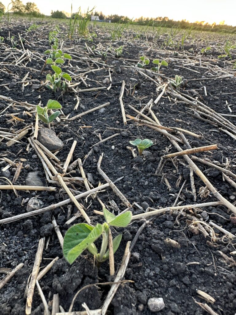 Crop & Seeding Update – Manitoba Pulse & Soybean Growers