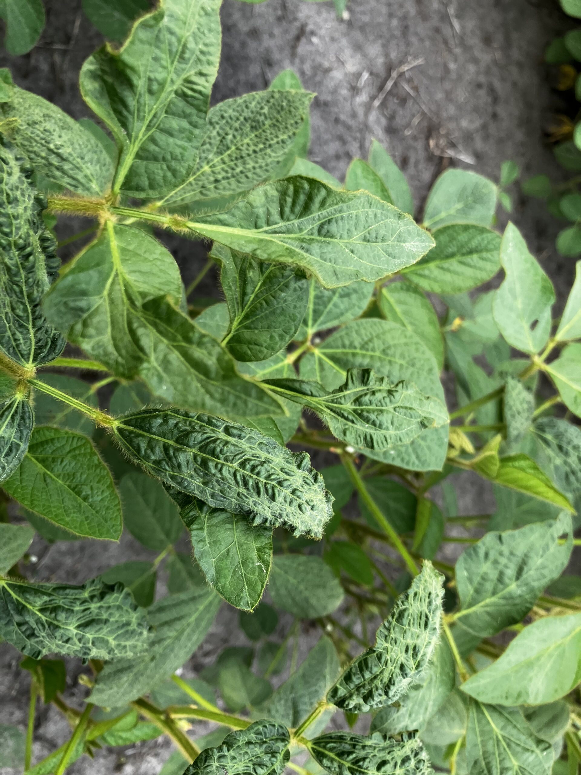 Pulse & Soybean Crop Update – Manitoba Pulse & Soybean Growers