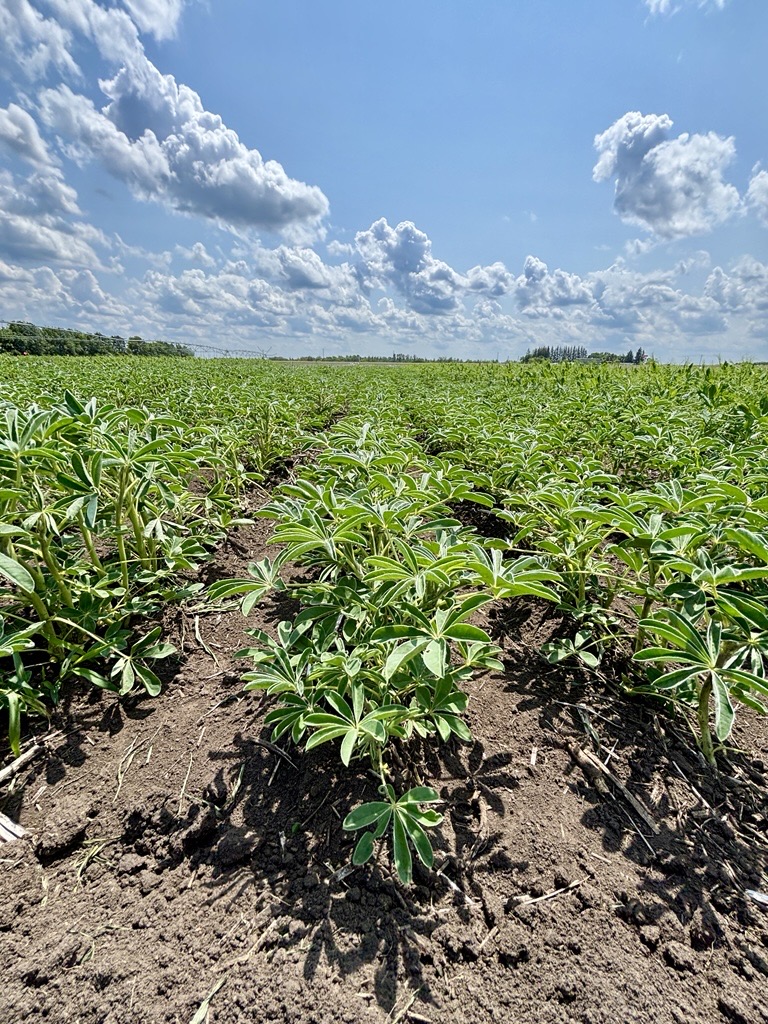 2025 Pulse & Soybean Regional Variety Trials – Manitoba Pulse & Soybean ...