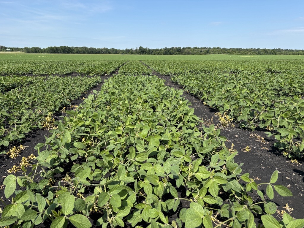 2025 Pulse & Soybean Regional Variety Trials – Manitoba Pulse & Soybean ...