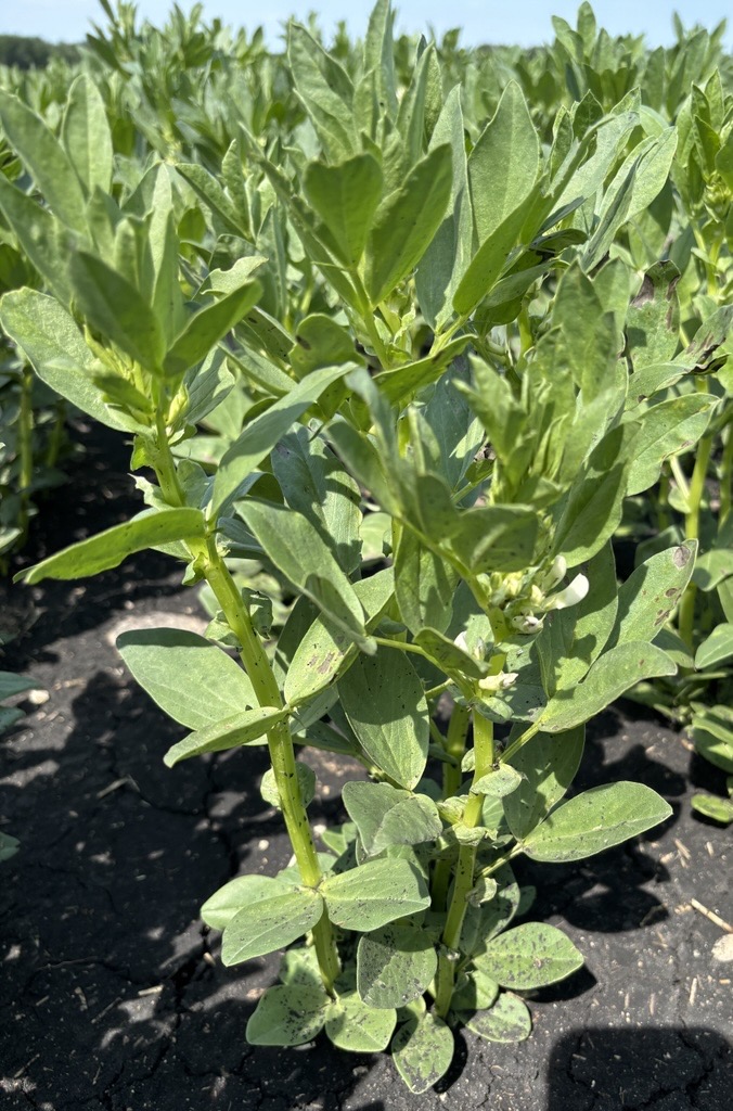 2025 Pulse & Soybean Regional Variety Trials – Manitoba Pulse & Soybean ...