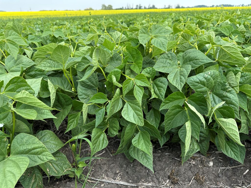 2025 Manitoba Dry Bean Seeded Acreage – Manitoba Pulse & Soybean Growers