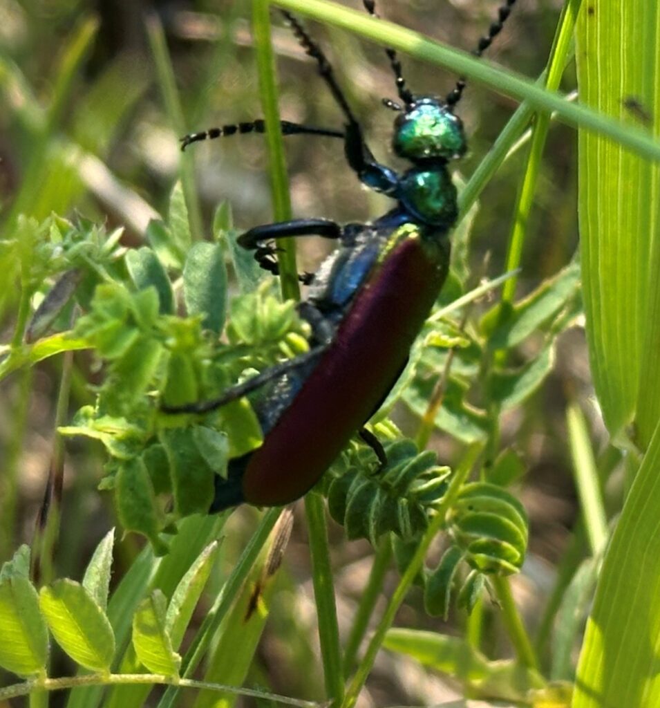 Lupin Learning in Roblin – Manitoba Pulse & Soybean Growers