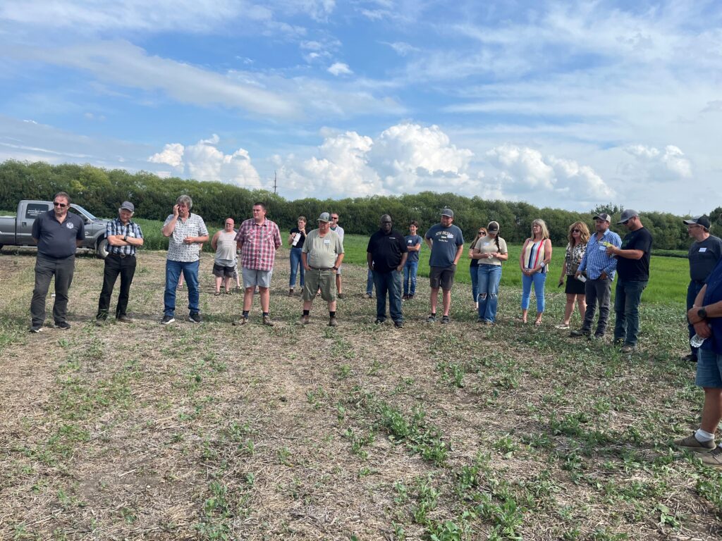 Lupin Learning in Roblin – Manitoba Pulse & Soybean Growers