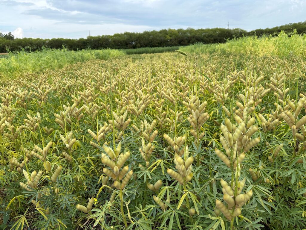 Lupin Learning in Roblin – Manitoba Pulse & Soybean Growers