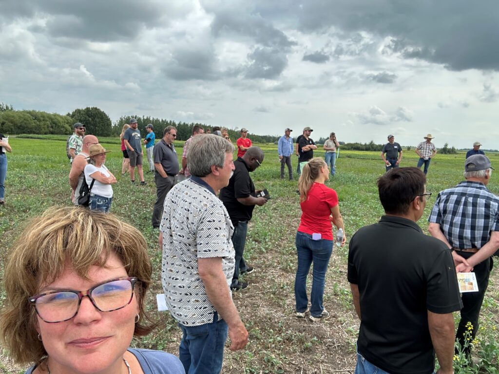 Lupin Learning in Roblin – Manitoba Pulse & Soybean Growers