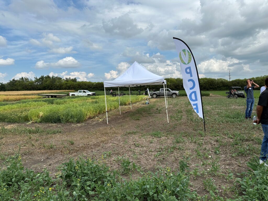 Lupin Learning in Roblin – Manitoba Pulse & Soybean Growers