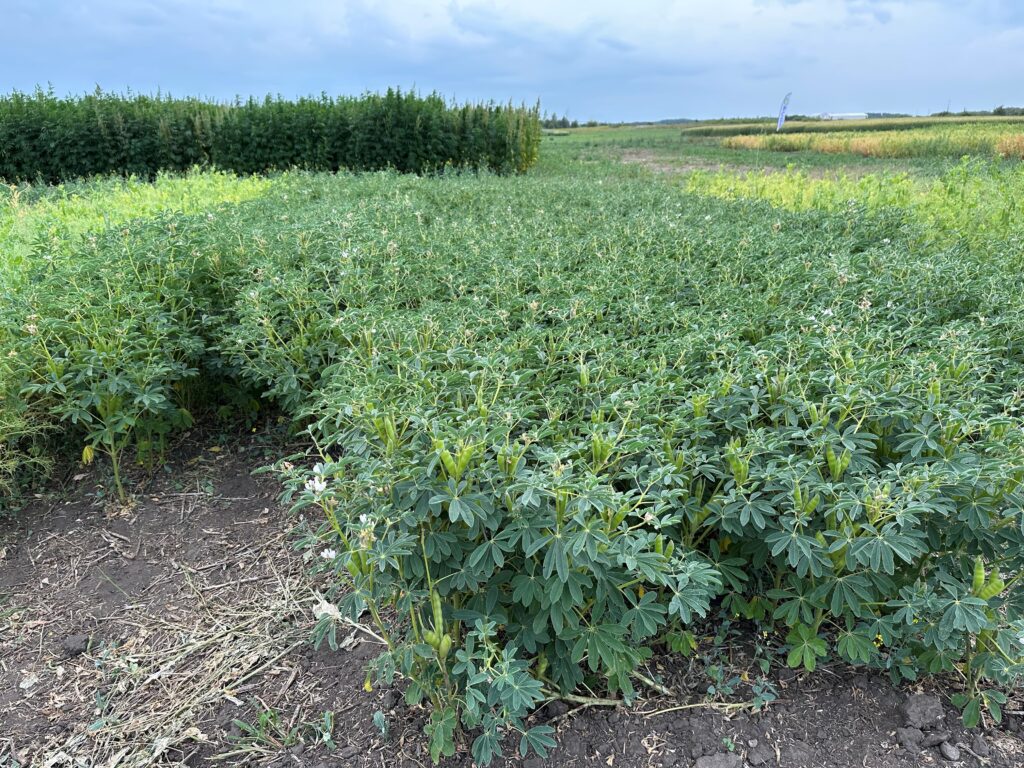 Lupin Learning in Roblin – Manitoba Pulse & Soybean Growers